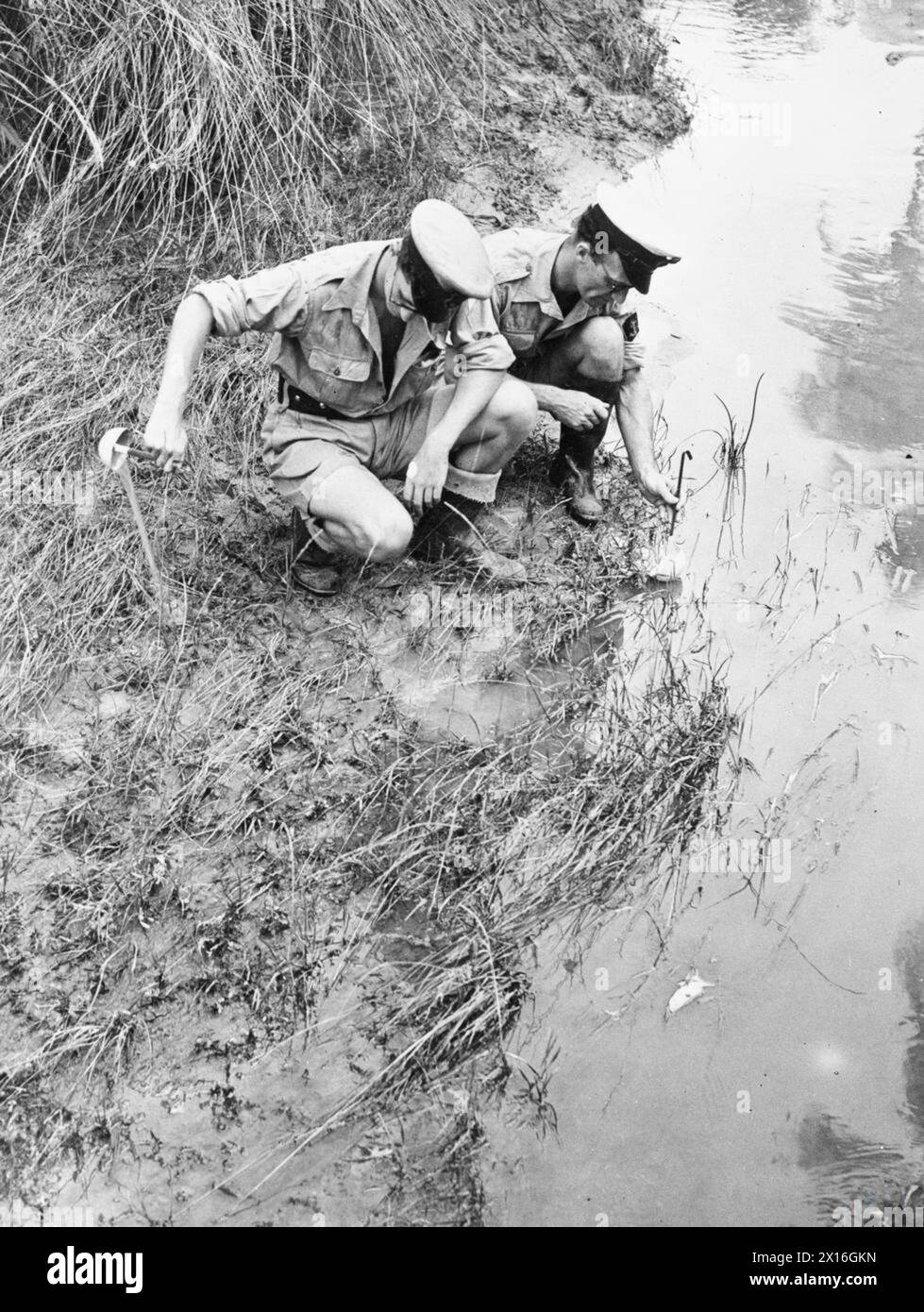 Men of the Royal Naval Medical Service conduct mosquito larvae dipping ...