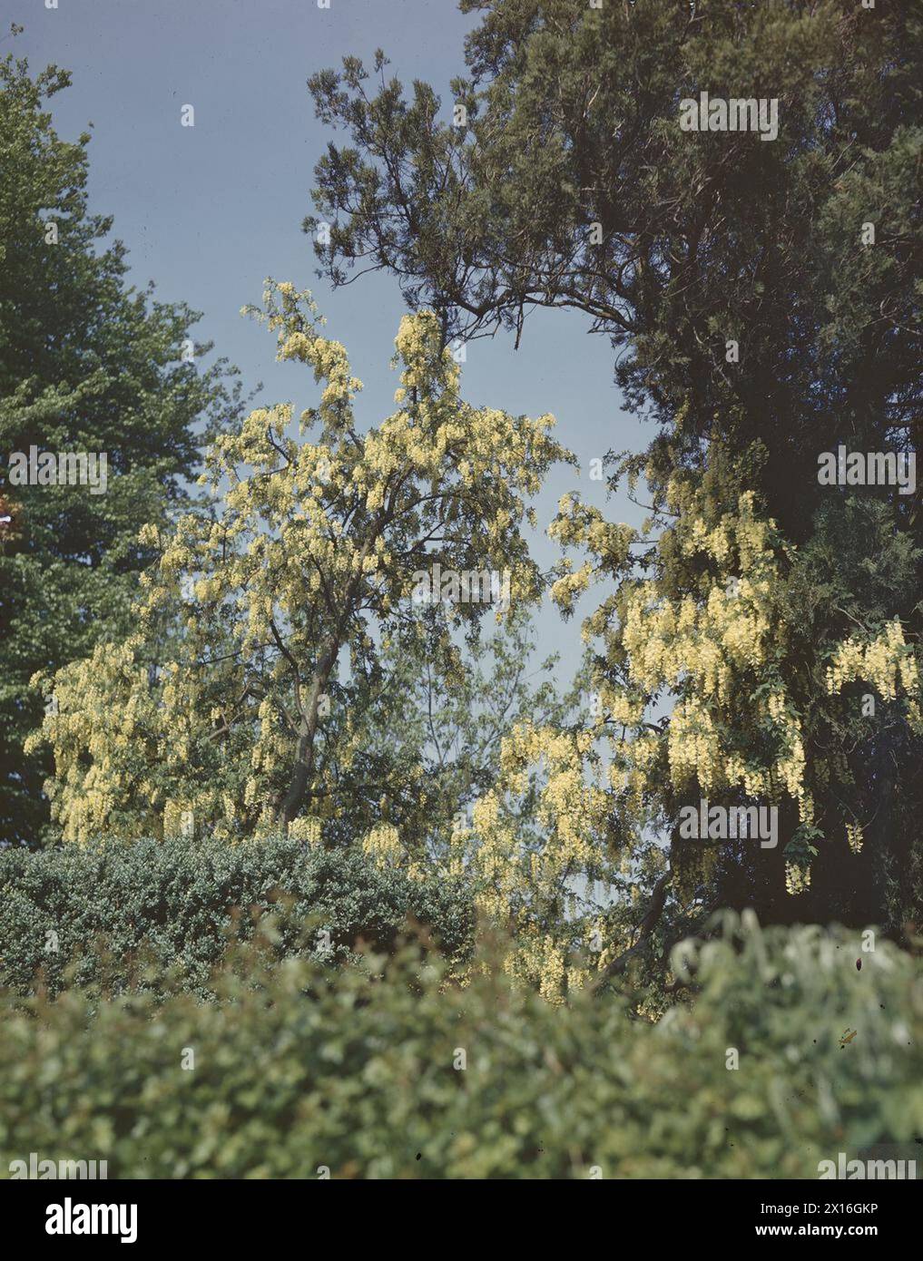 UNITED STATES ARMY AIR FORCES (USAAF) IN BRITAIN, 1942-1945 - Yellow ...