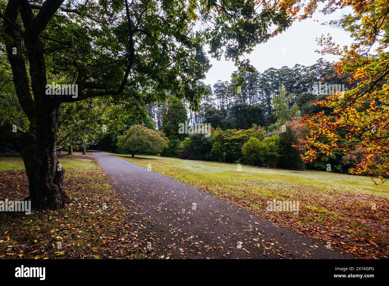 Dandenong Ranges Botanic Garden in Olinda Australia Stock Photo - Alamy