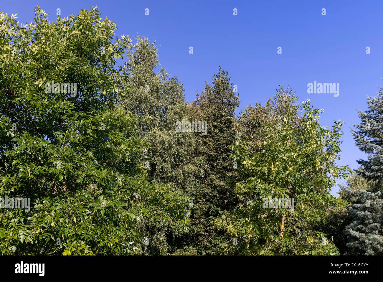mixed forest with trees of different species in the summer season ...