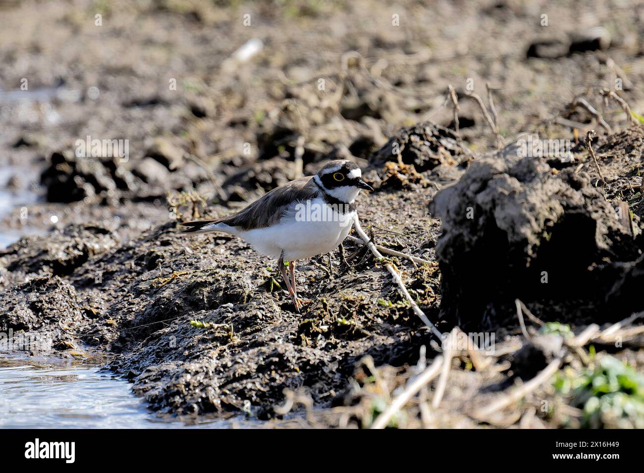 A little ringed plover at titchwell has a yellow ring around its eye ...