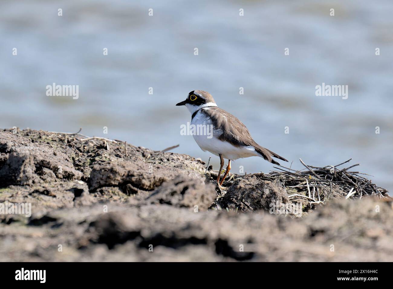 A little ringed plover at titchwell has a yellow ring around its eye ...