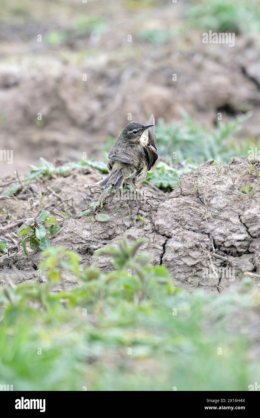 Rock pipit visiting mudbank after a bath Stock Photo - Alamy