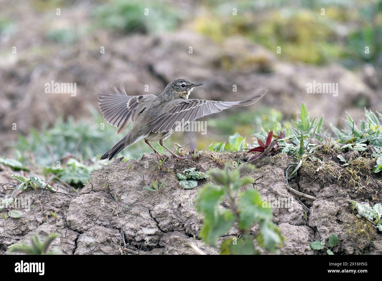 Rock pipit visiting mudbank after a bath Stock Photo - Alamy
