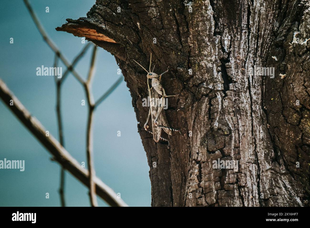 Locust camouflaged on a tree, Uganda's natural disguise Stock Photo - Alamy