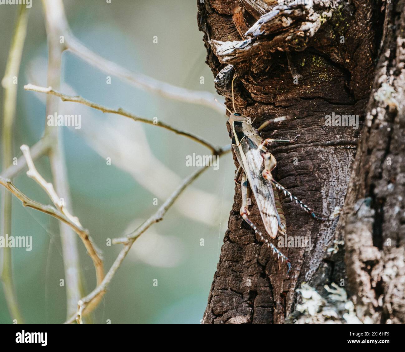 Locust camouflaged on a tree, Uganda's natural disguise Stock Photo - Alamy