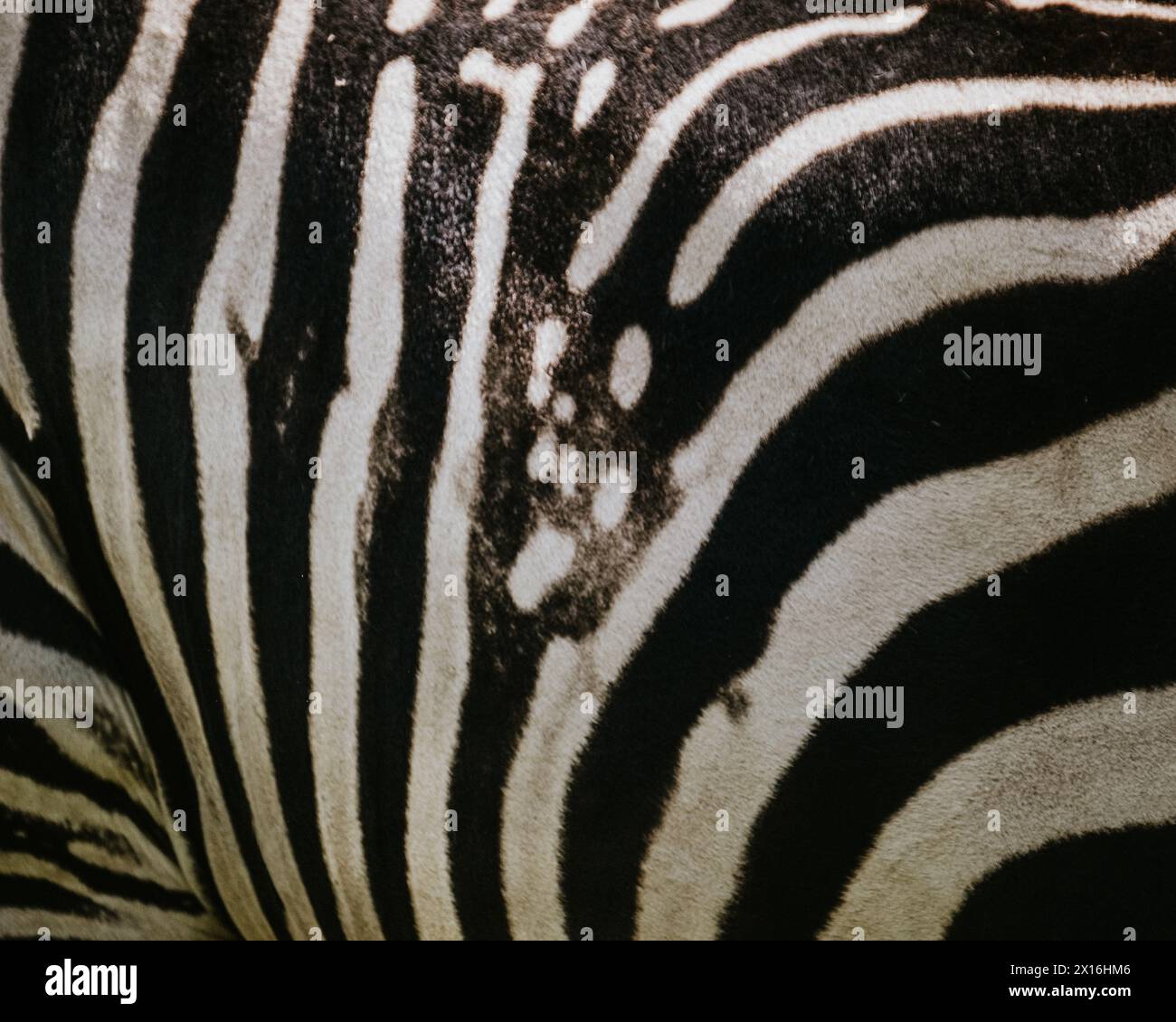 Plain zebra fur texture Stock Photo - Alamy