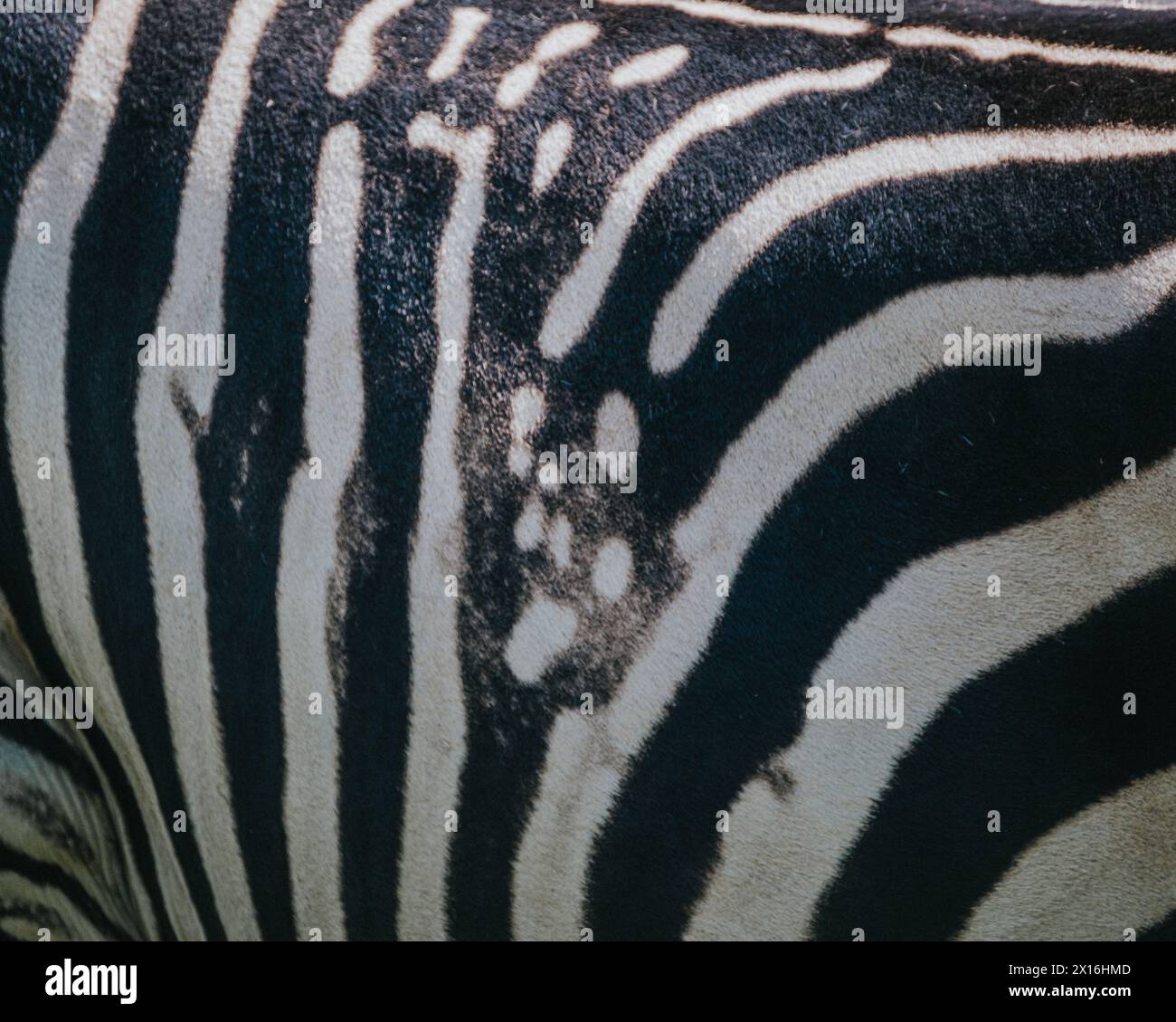 Plain zebra uganda hi-res stock photography and images - Alamy