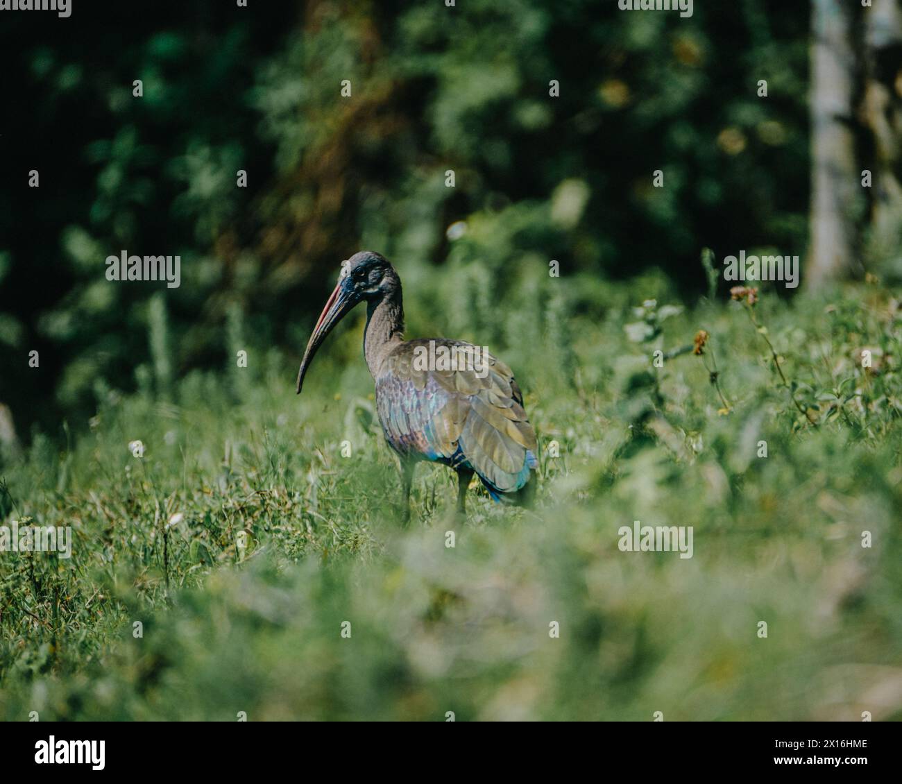 Hadada Ibis in the grass, Uganda Stock Photo - Alamy