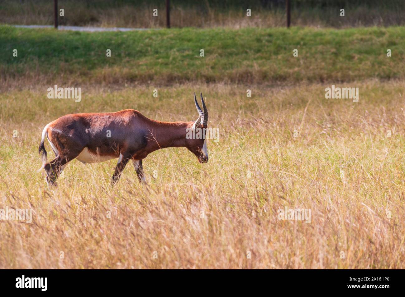 Central texas wildlife hi-res stock photography and images - Alamy