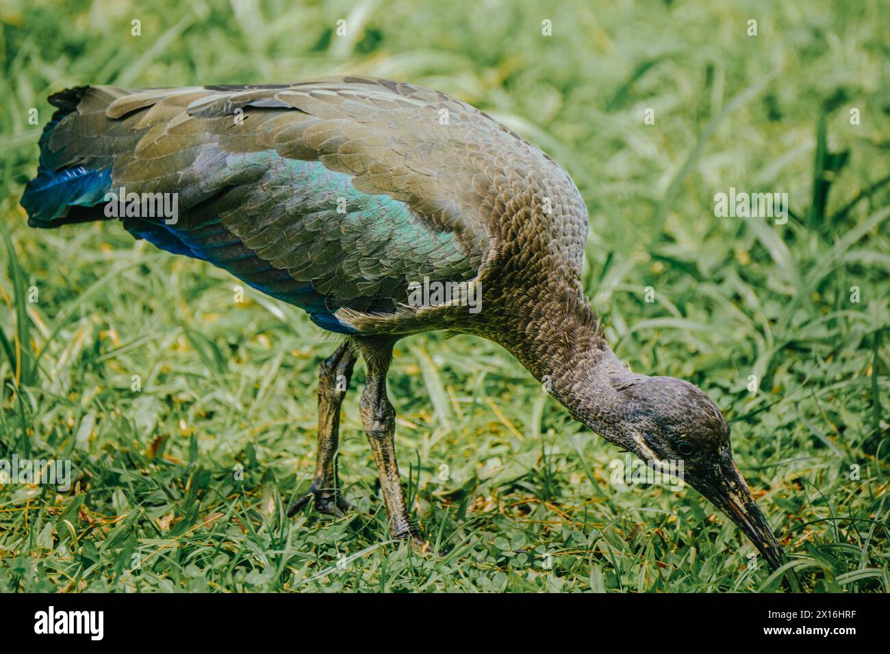 Ugandas biodiversity hi-res stock photography and images - Alamy