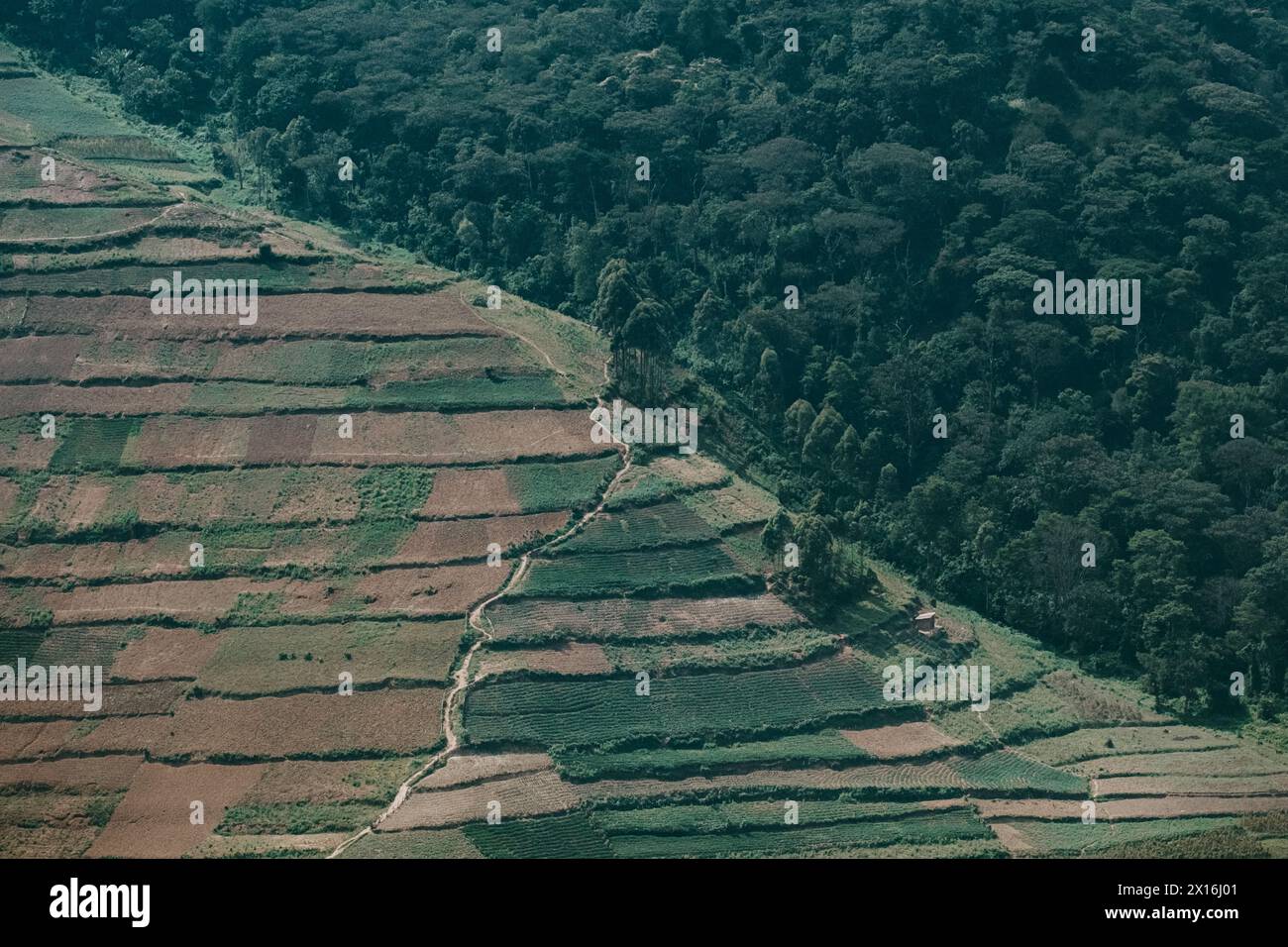 Terraced tea plantations sweep across rural Uganda Stock Photo - Alamy