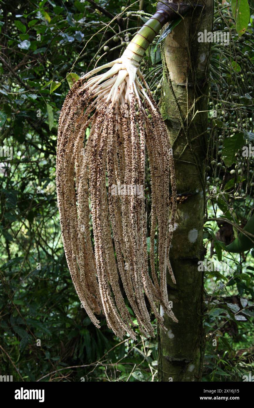 Walking palm socratea exorrhiza hi-res stock photography and images - Alamy