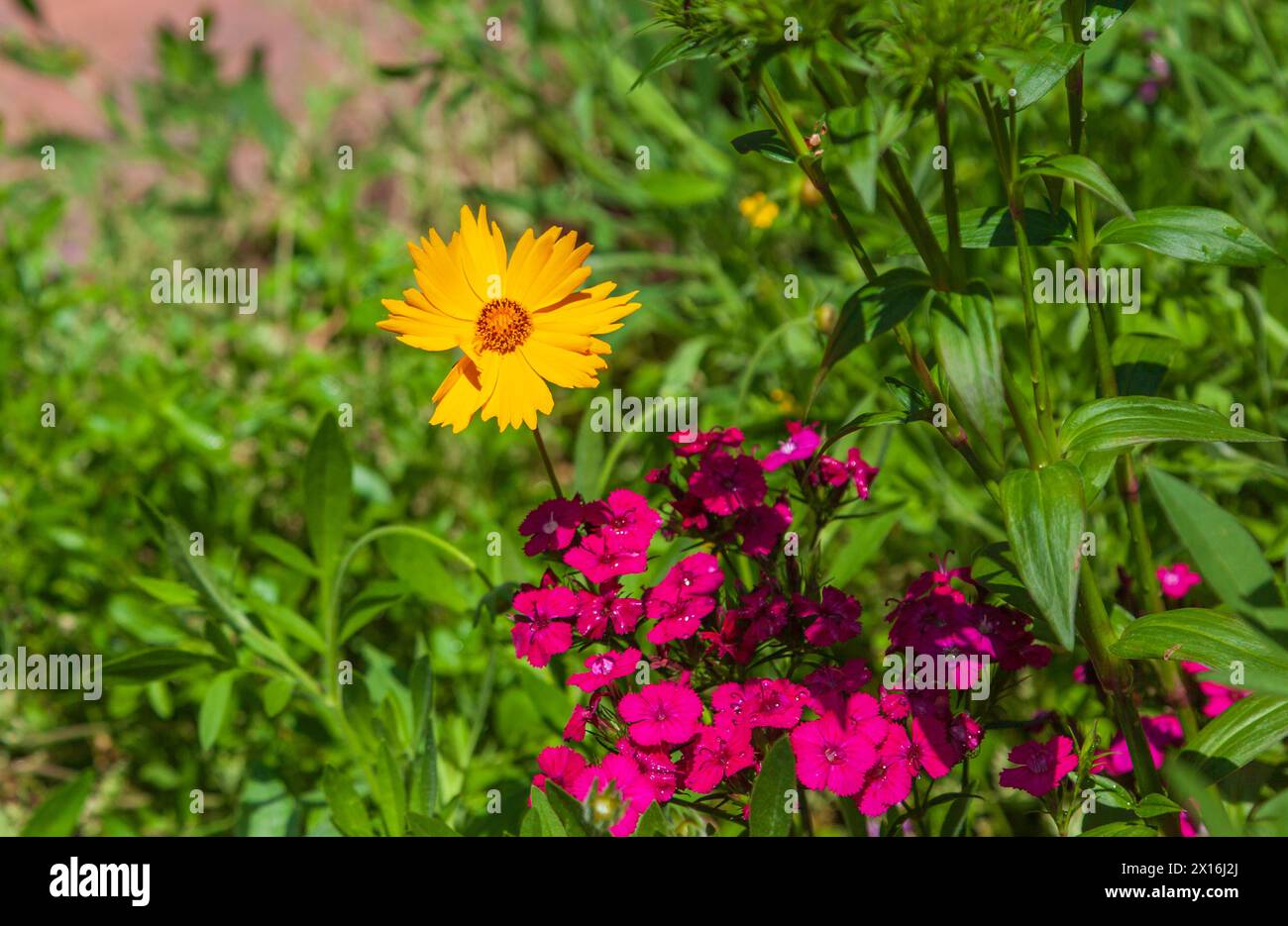 Coreopsis and Pinks at Mercer Arboretum and Botanical Gardens in Spring ...