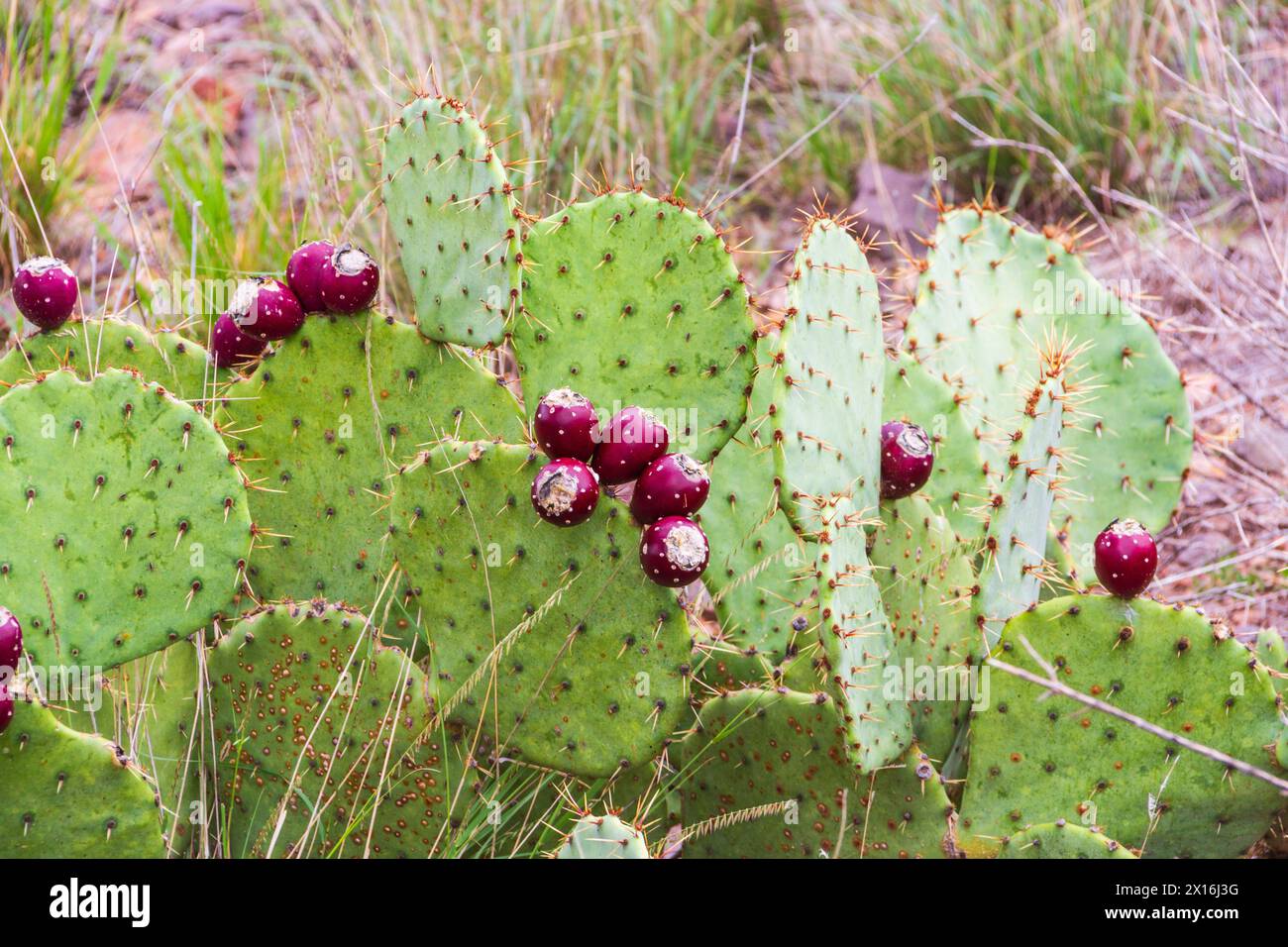 Engelmann Prickly Pear cactus in the Chisos Basin area of Big Bend ...