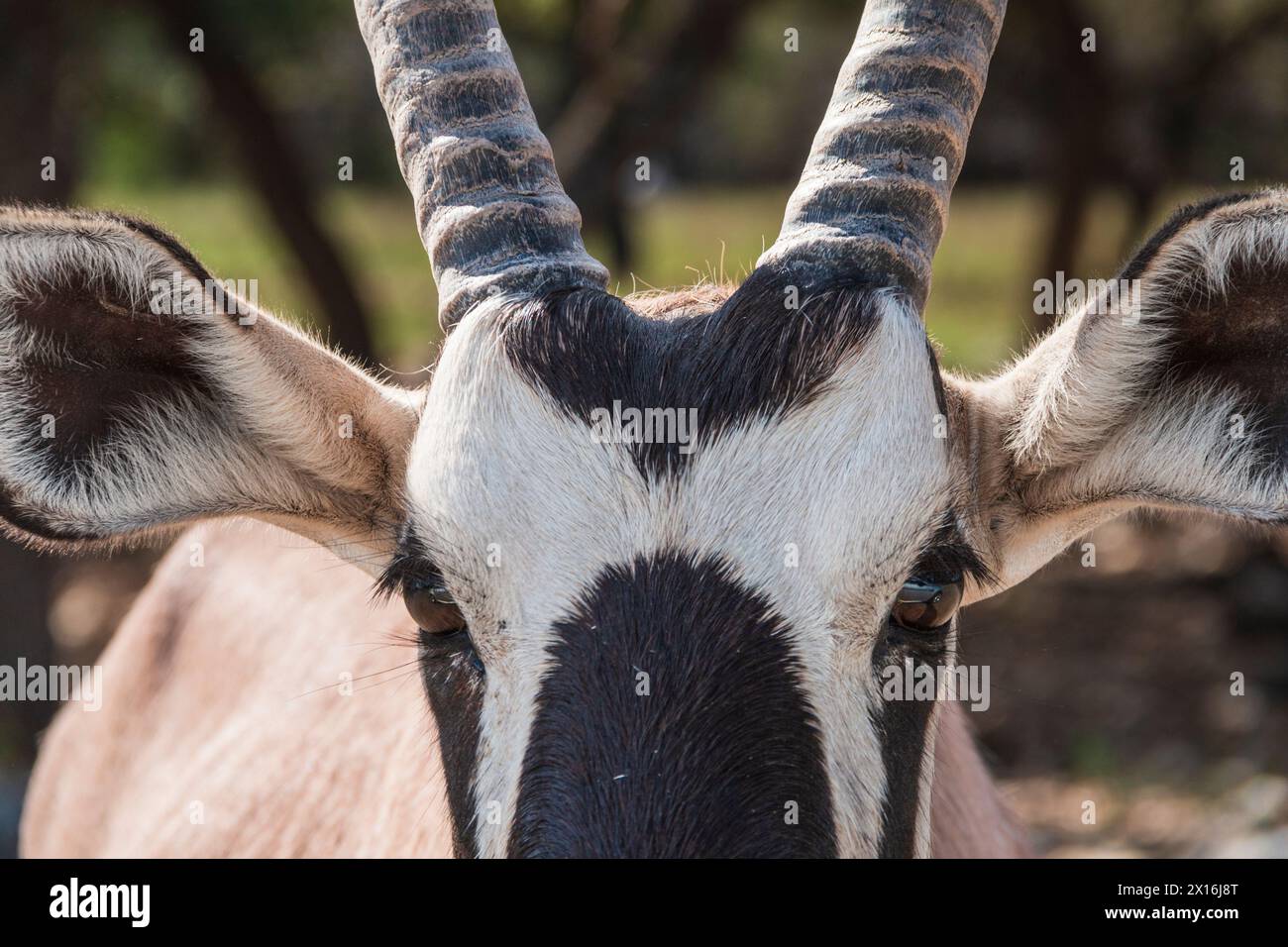 Gemsbok at Natural Bridge Wildlife Ranch Stock Photo - Alamy