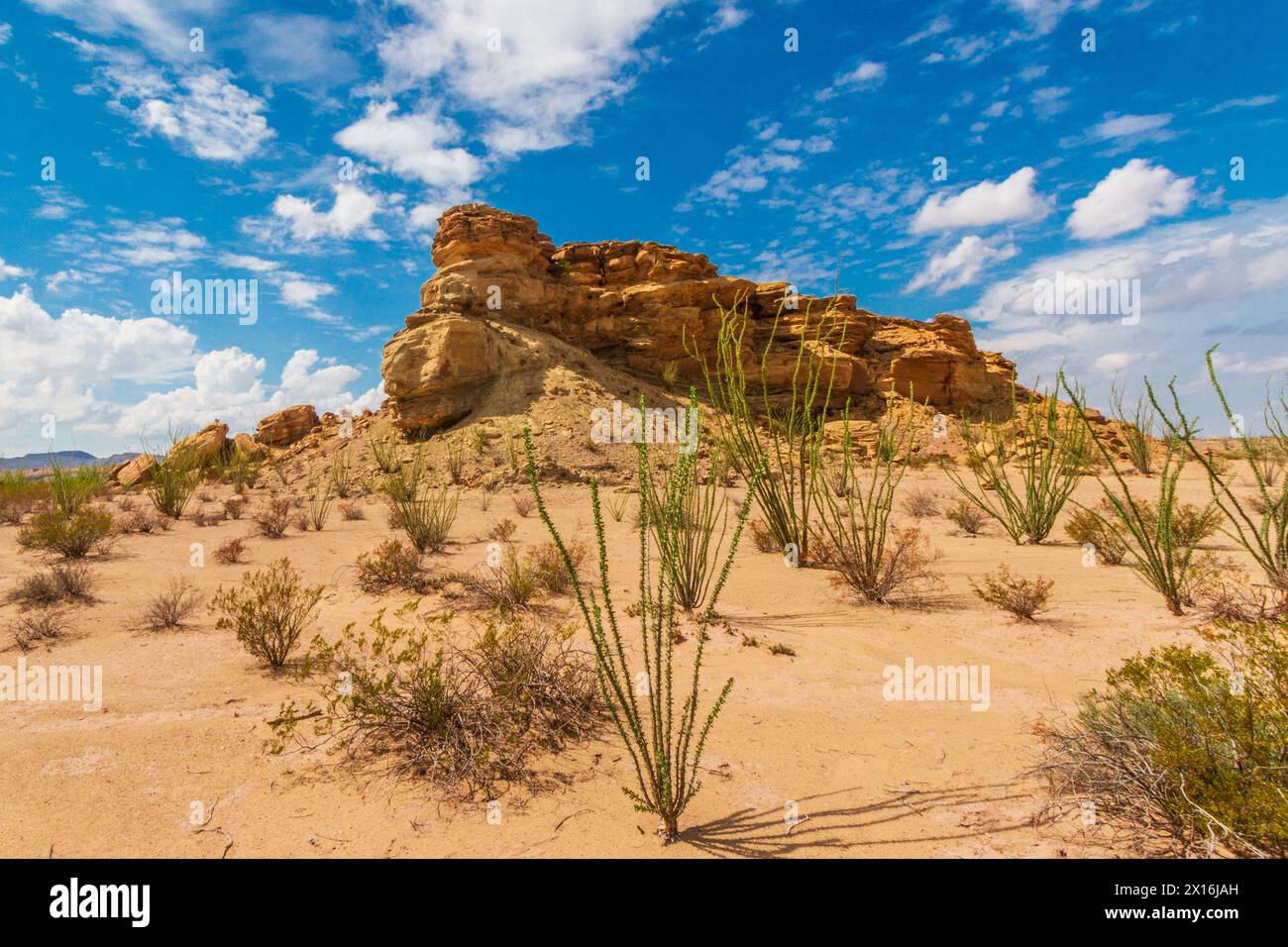 Chihuahuan desert national park hi-res stock photography and images - Alamy