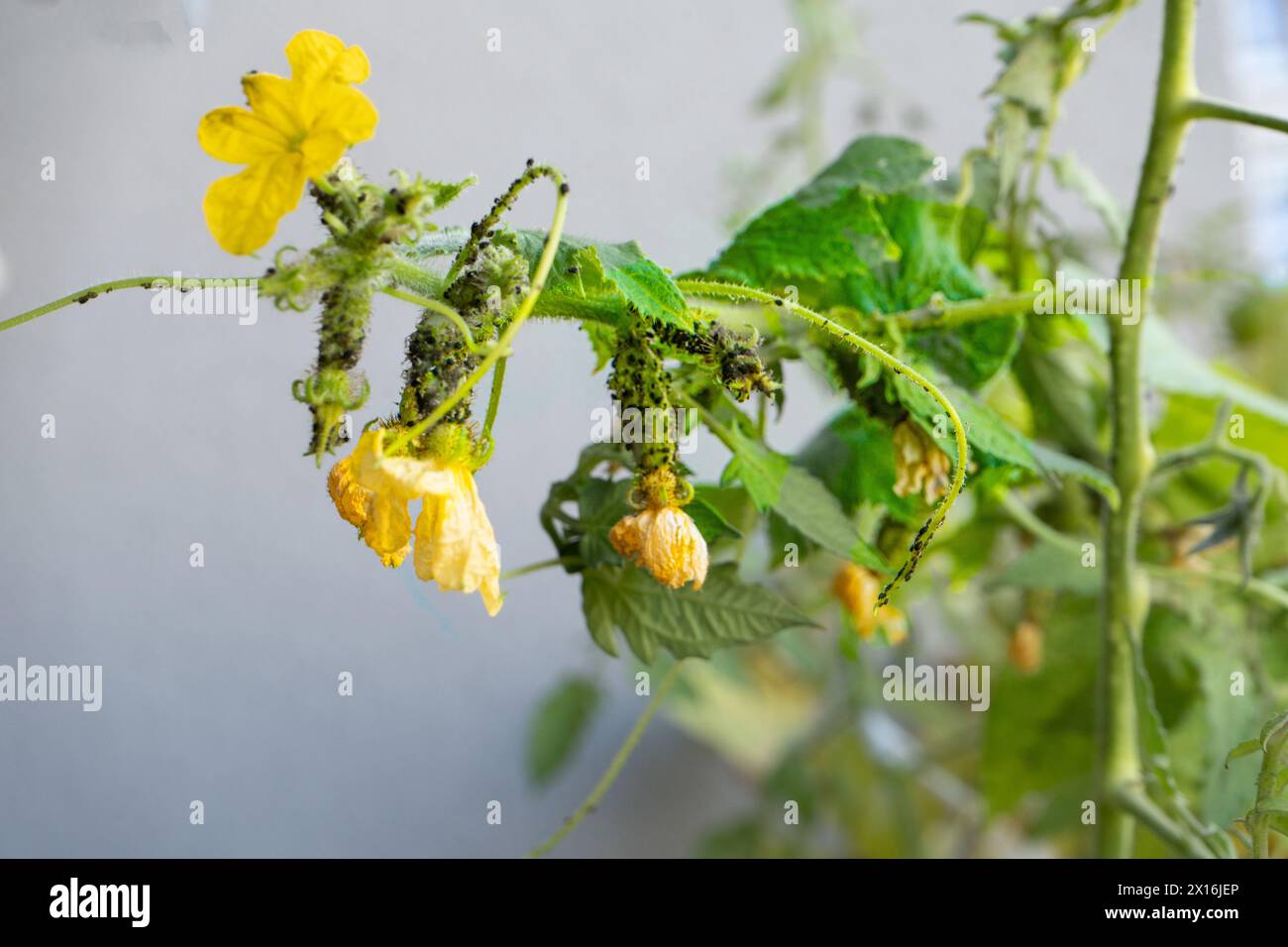 Black aphids on cucumbers. A harmful insect on the plant in the garden ...