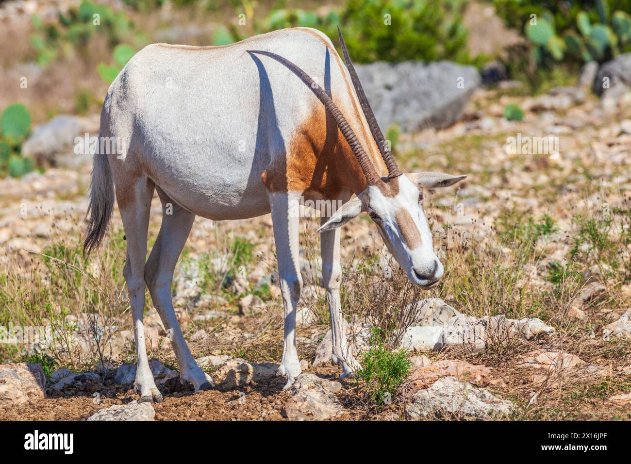African safari texas style hi-res stock photography and images - Alamy