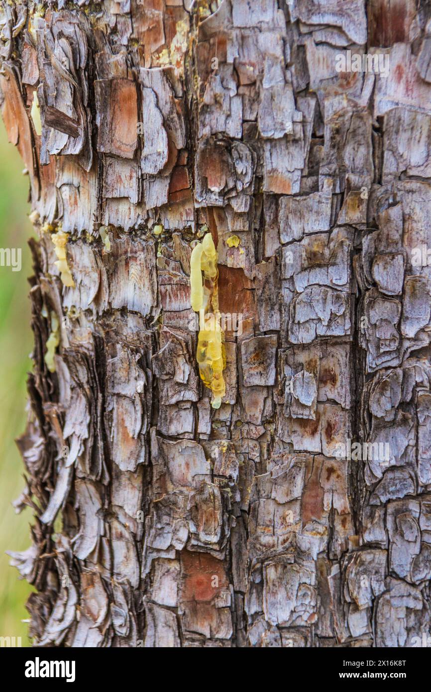 Ecological impact of woodpeckers hi-res stock photography and images ...