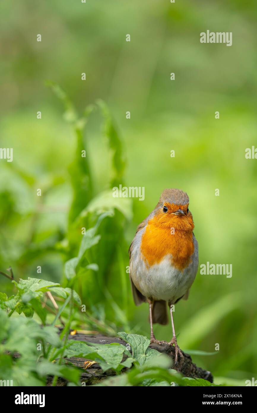 Front view of a robin bird stretching upwards in an alert state Stock ...