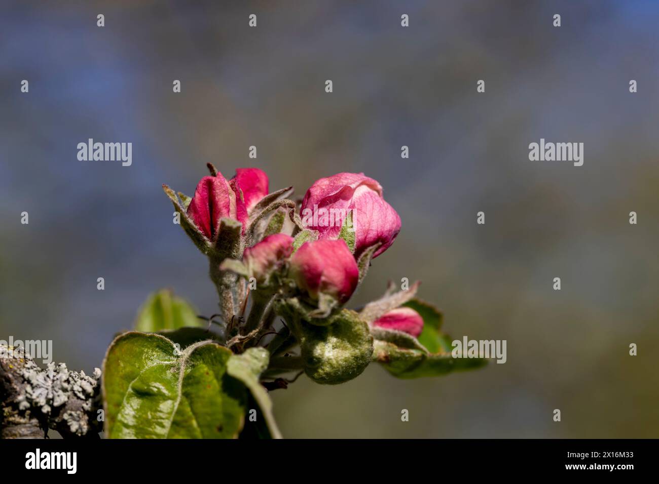 blooming walnut in spring in sunny weather, blooming walnut tree in the ...