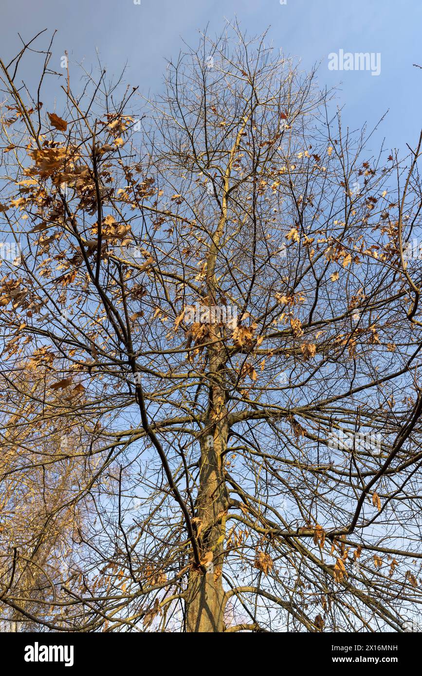 last year's foliage hangs on the branches of an oak tree in February ...