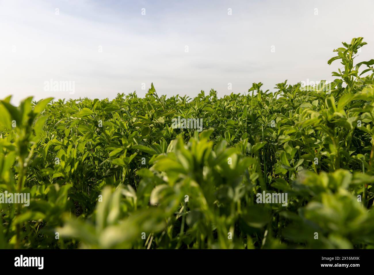 green grass for animal feeding, a field where livestock feed is grown ...