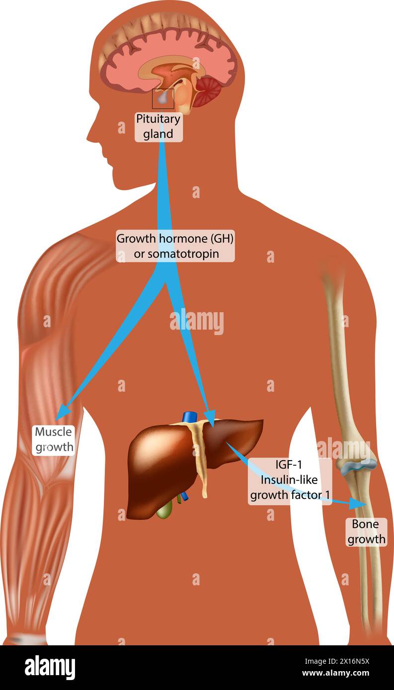 Endocrine control of growth. Growth hormone GH or somatotropin. IGF-1 ...