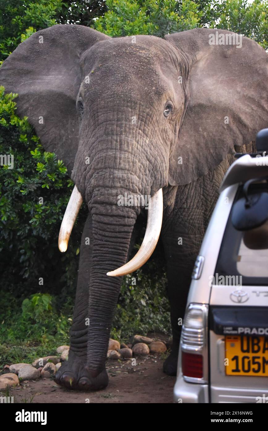 An impressive elephant casually wanders through the lodge parking area ...