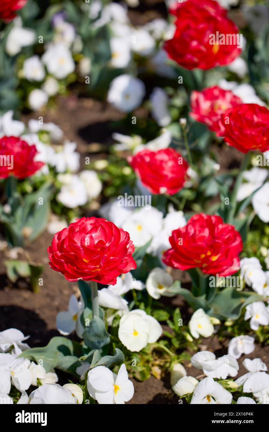 Clouse ap with different types of beautiful tulips in different colors ...