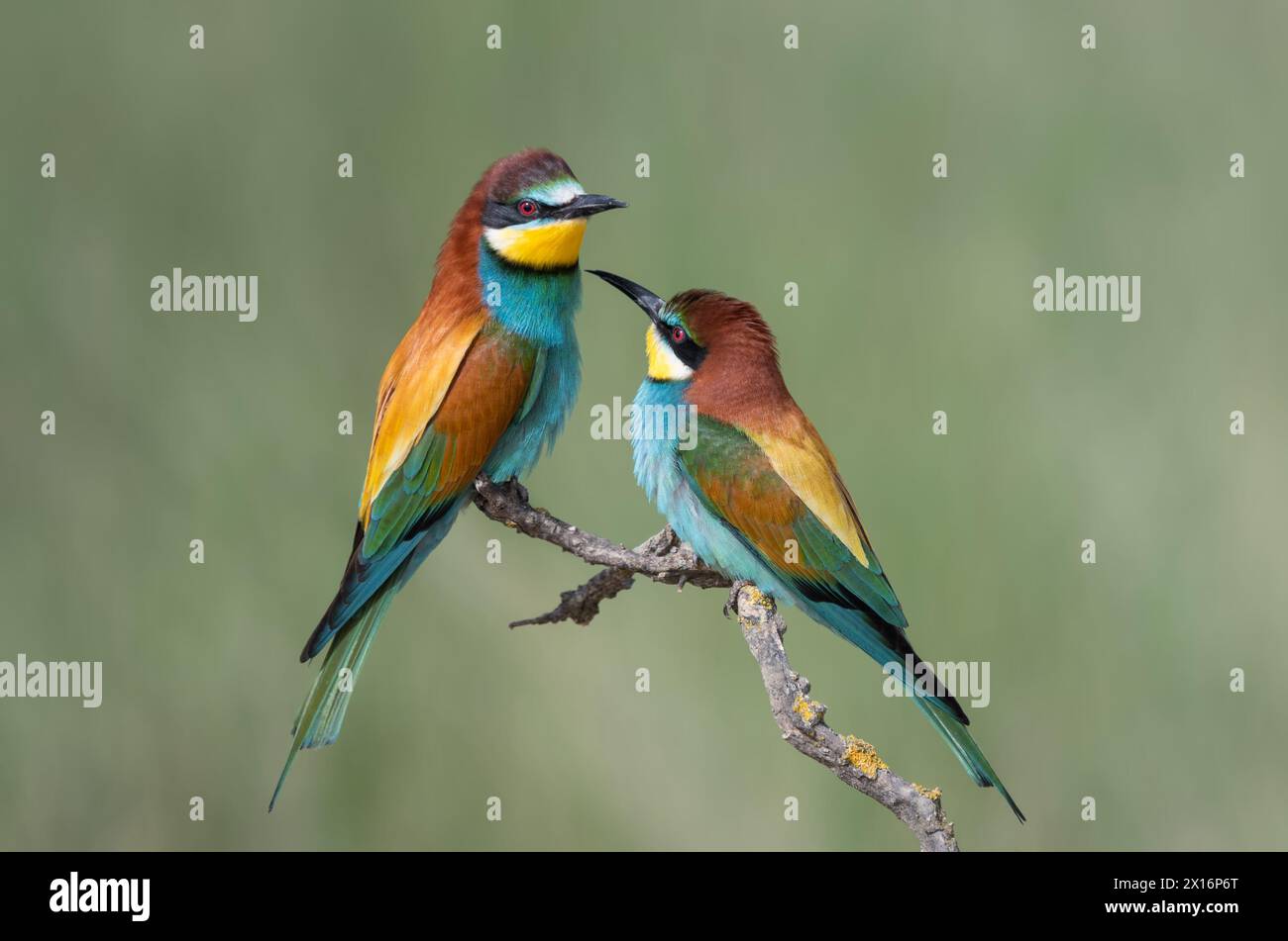 These birds are specialized on flying insects as food for themselves ...