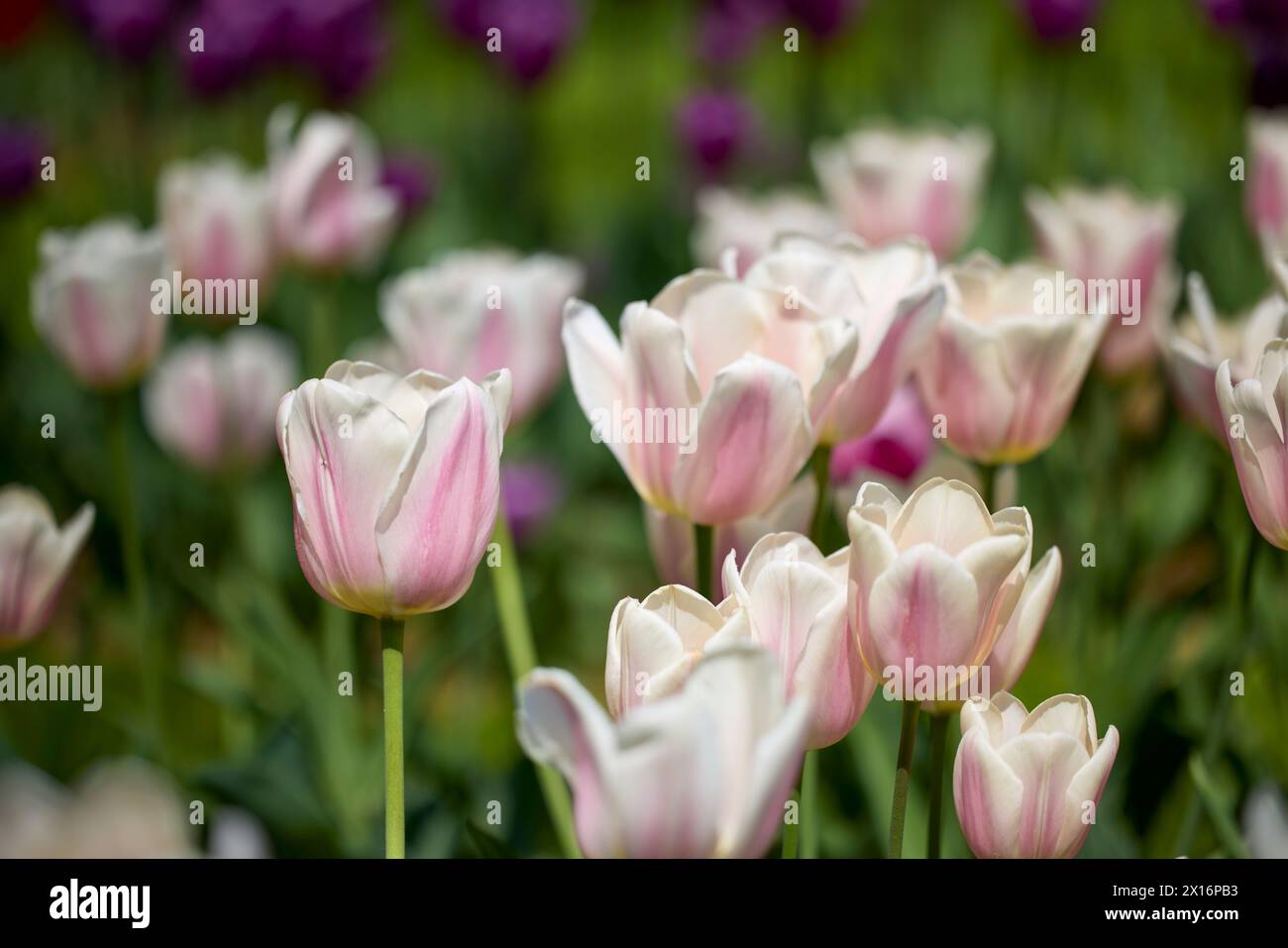 Clouse ap with different types of beautiful tulips in different colors ...