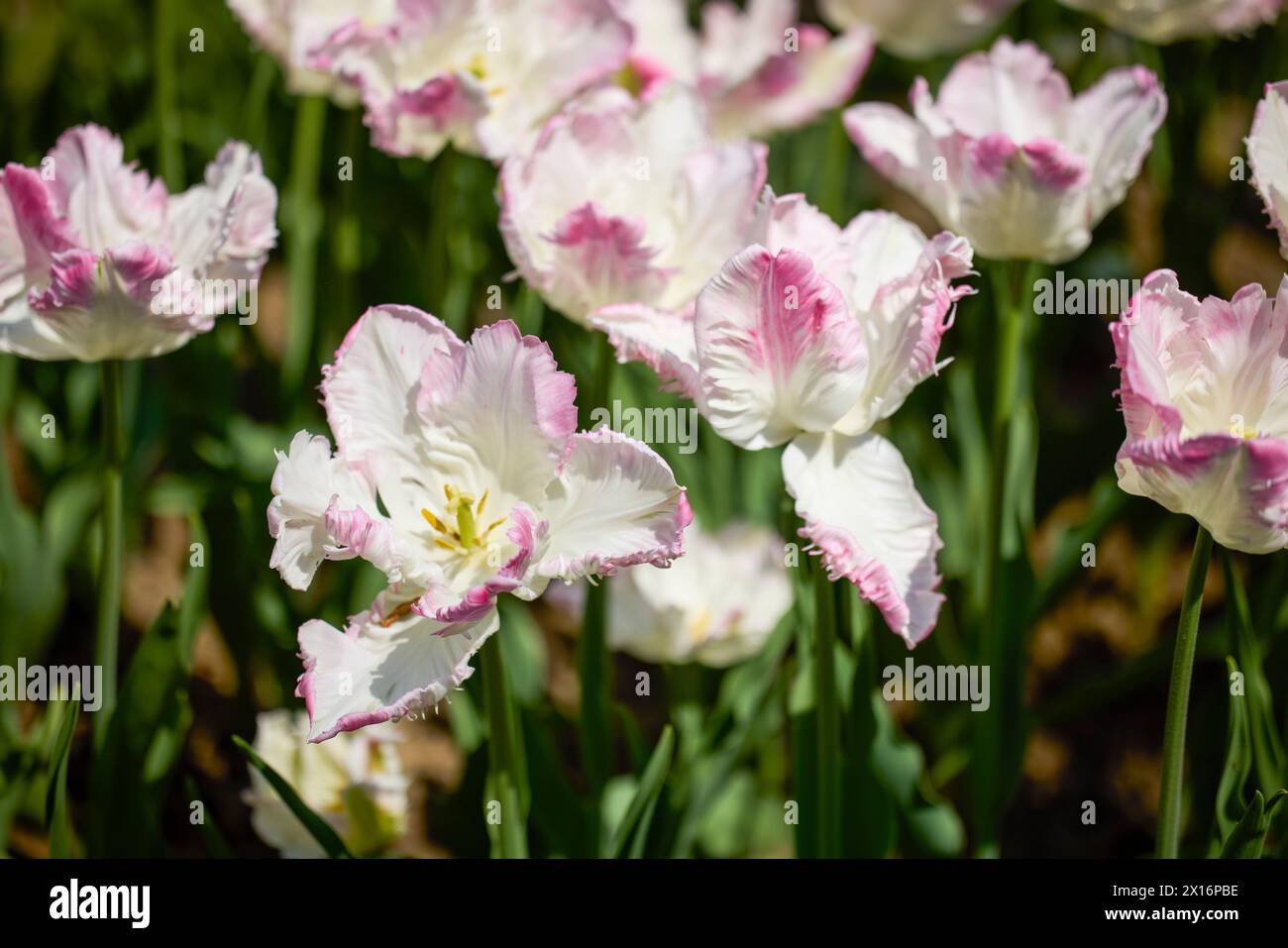 Clouse ap with different types of beautiful tulips in different colors ...
