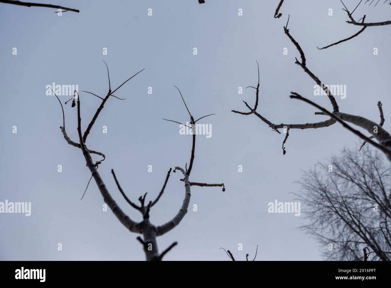 branches of a sumac tree in winter, a sumac tree without foliage during ...