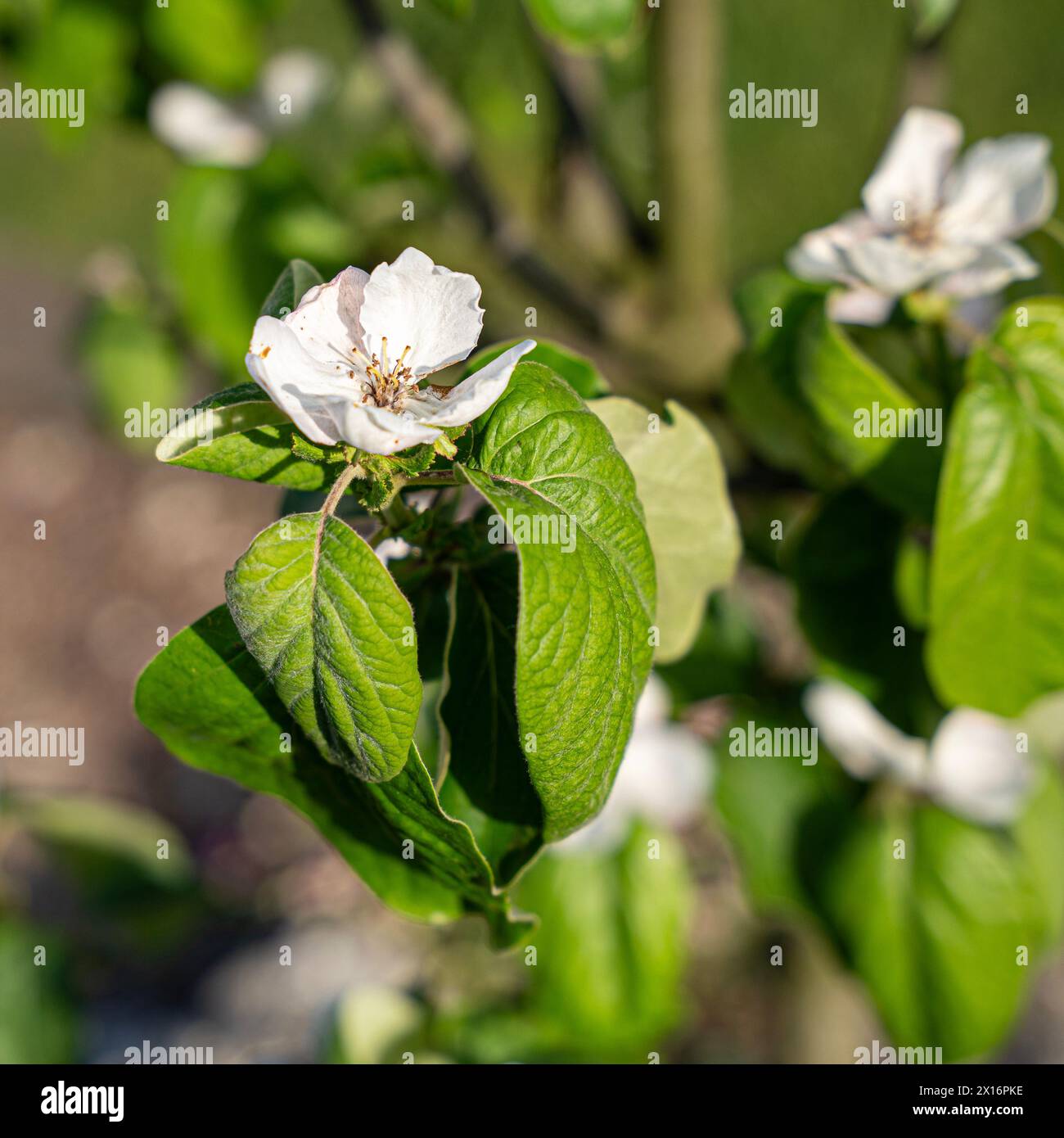 Fiore di cedro hi-res stock photography and images - Alamy