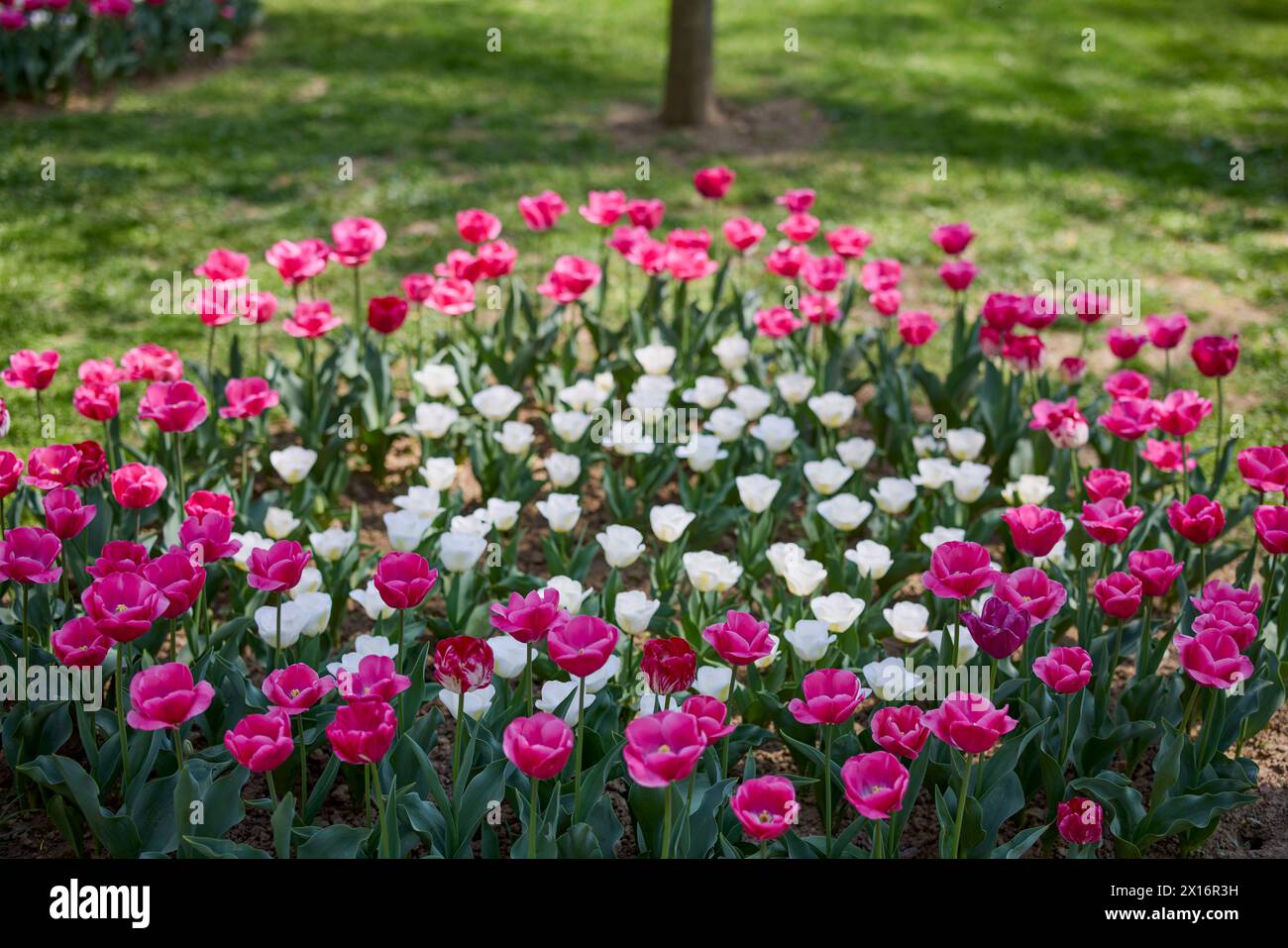 Clouse ap with different types of beautiful tulips in different colors ...