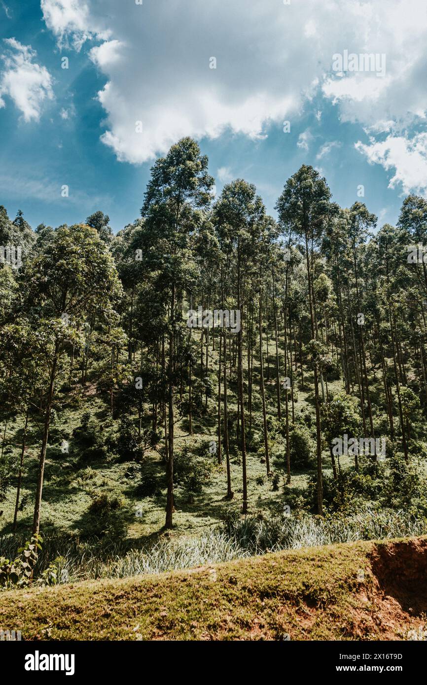 Tall trees stand against the sky in Uganda's lush landscape Stock Photo ...