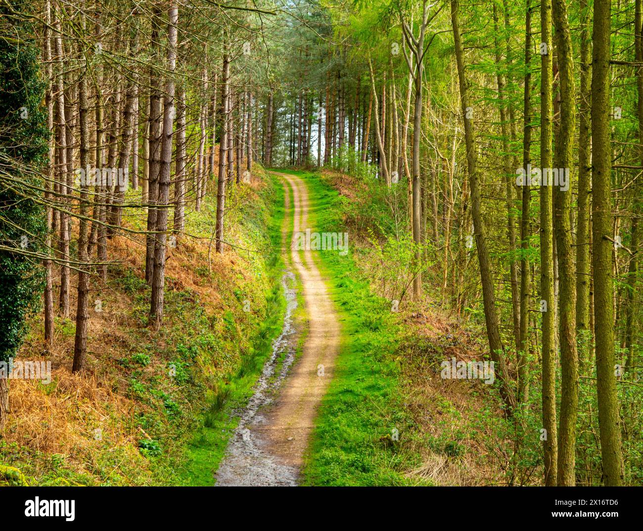Path through woodland with trees either side and empty track in the ...