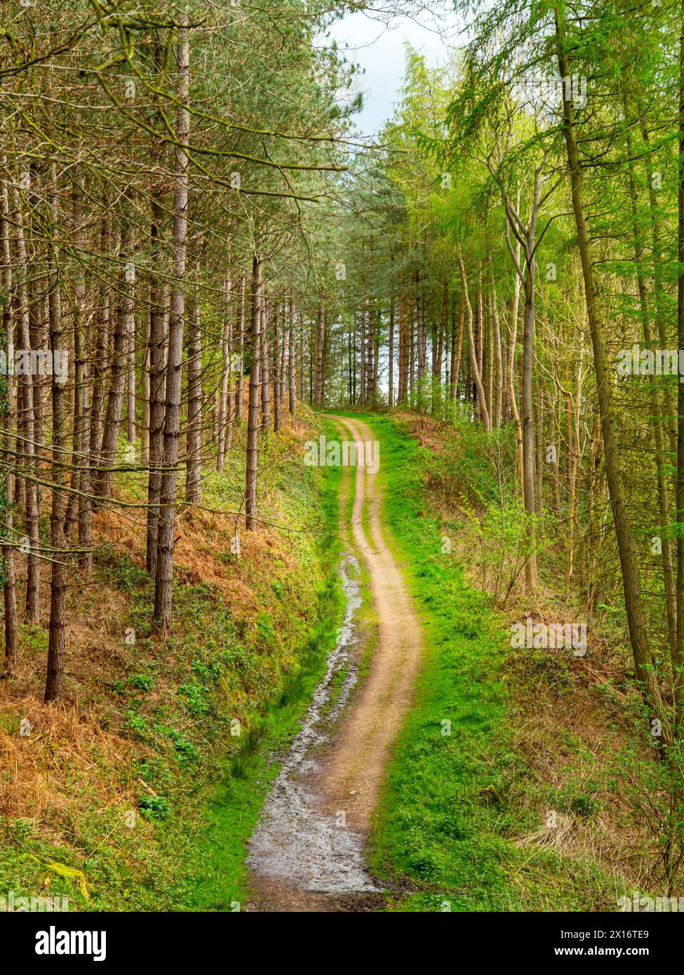 Empty forest path hi-res stock photography and images - Alamy