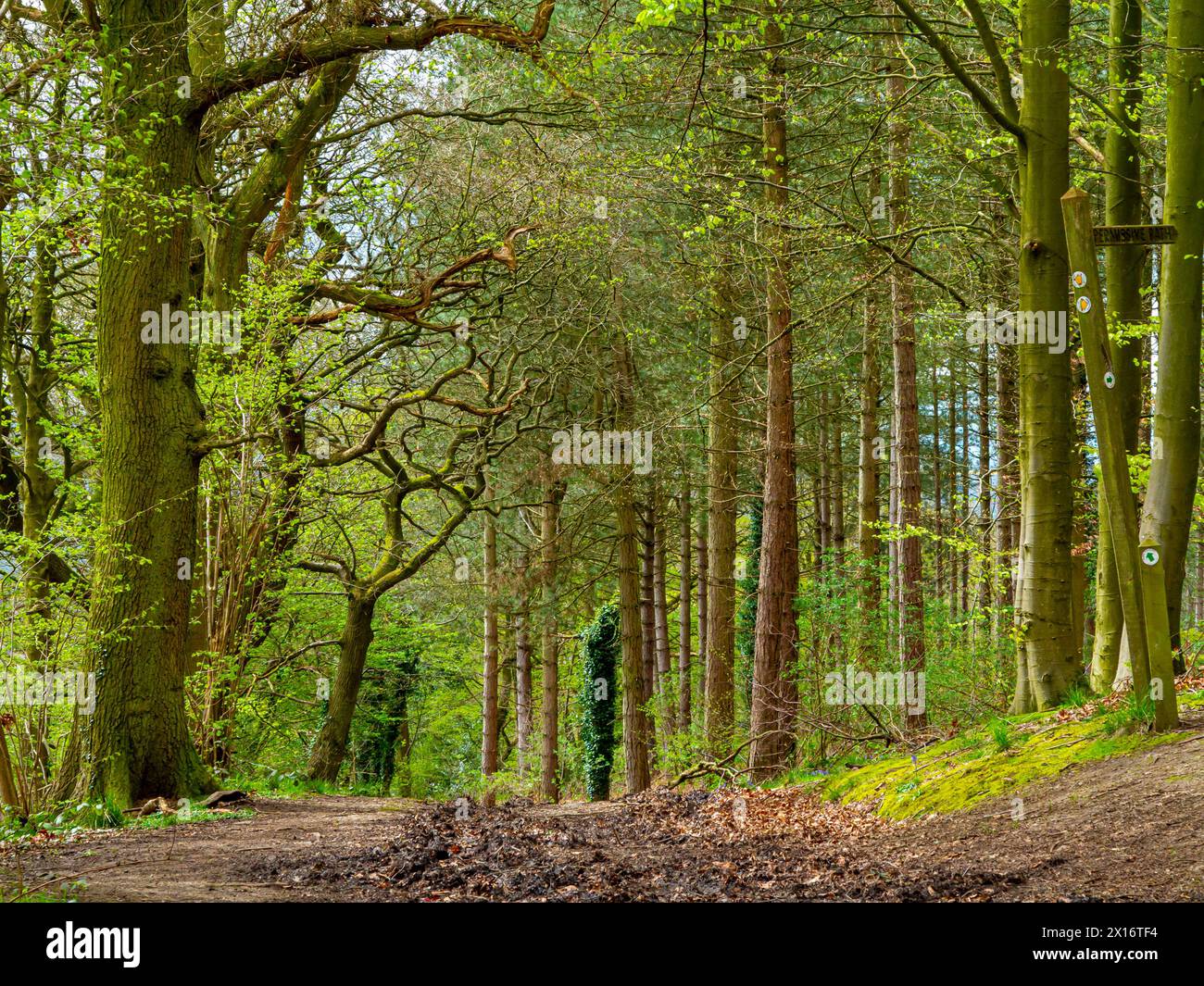 Path through woodland with trees either side and empty track in the ...