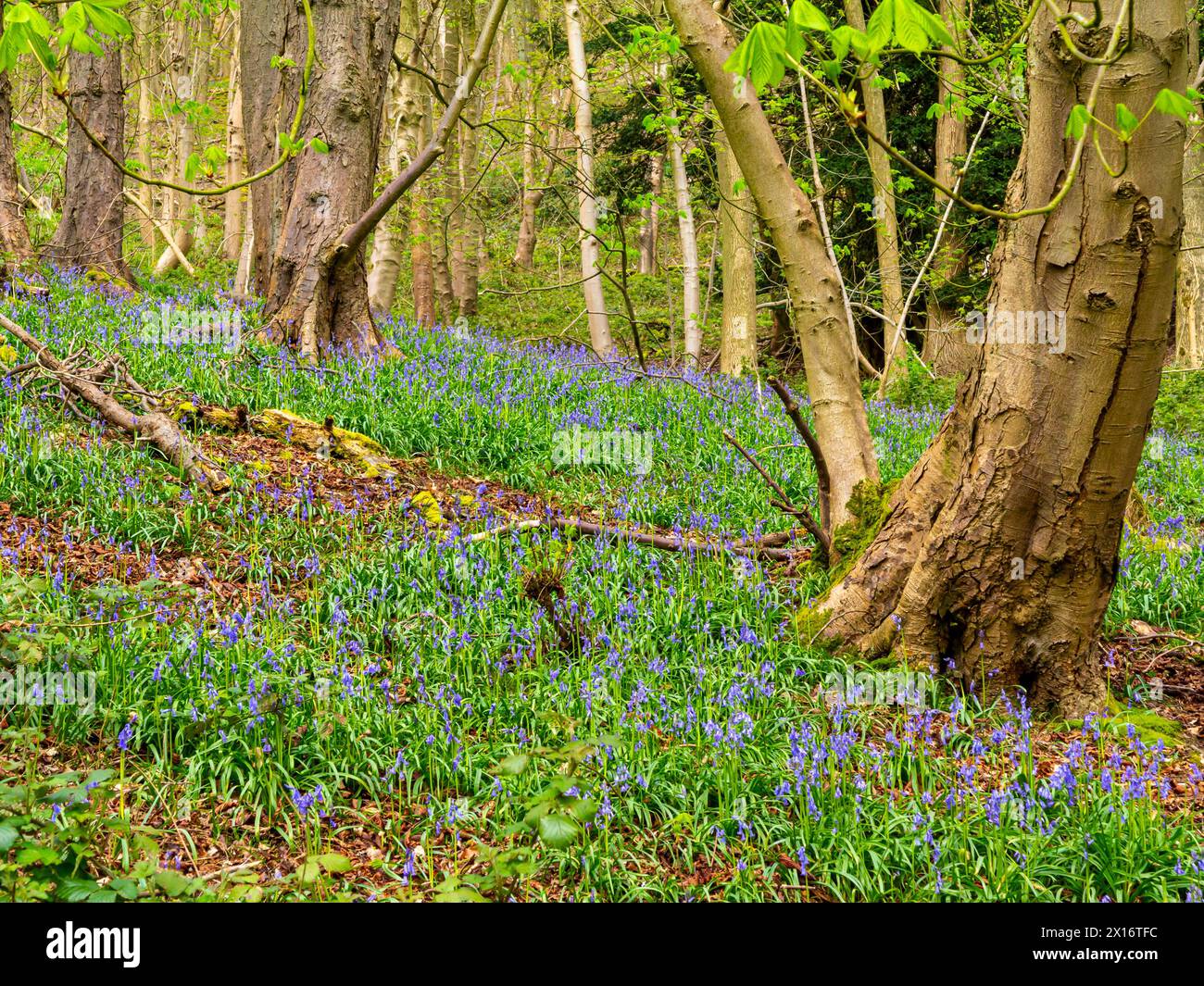 Wellington shropshire uk hi-res stock photography and images - Alamy