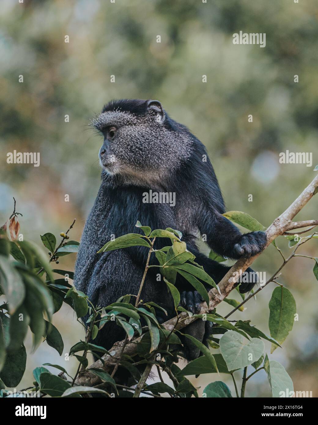Blue monkey sitting on branches, Uganda, Africa Stock Photo - Alamy