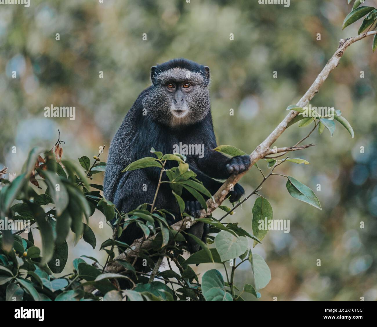 Trees branches african jungle hi-res stock photography and images - Alamy