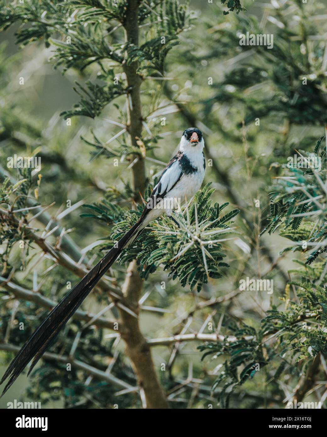 Pin-tailed Whydah displaying its long tail in Uganda's greenery Stock ...