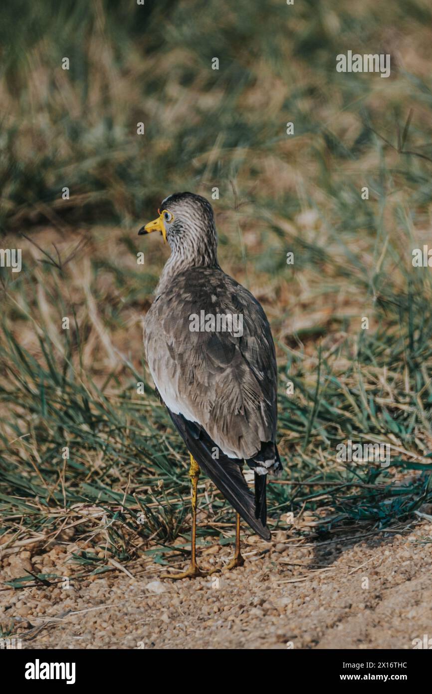 Watchful bird with striking yellow eyes, amidst Uganda's grasslands ...
