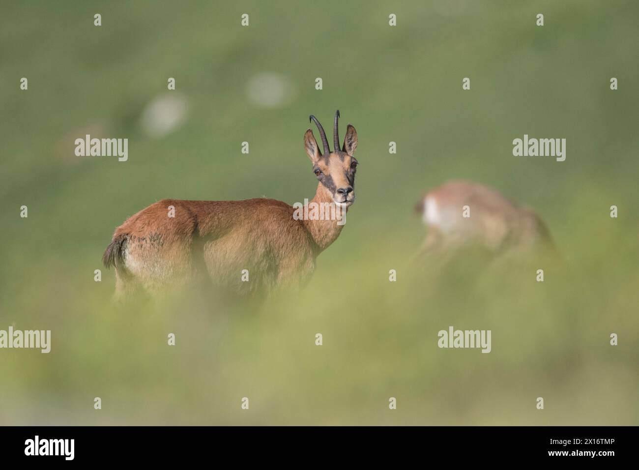 Spanish biodiversity hi-res stock photography and images - Alamy