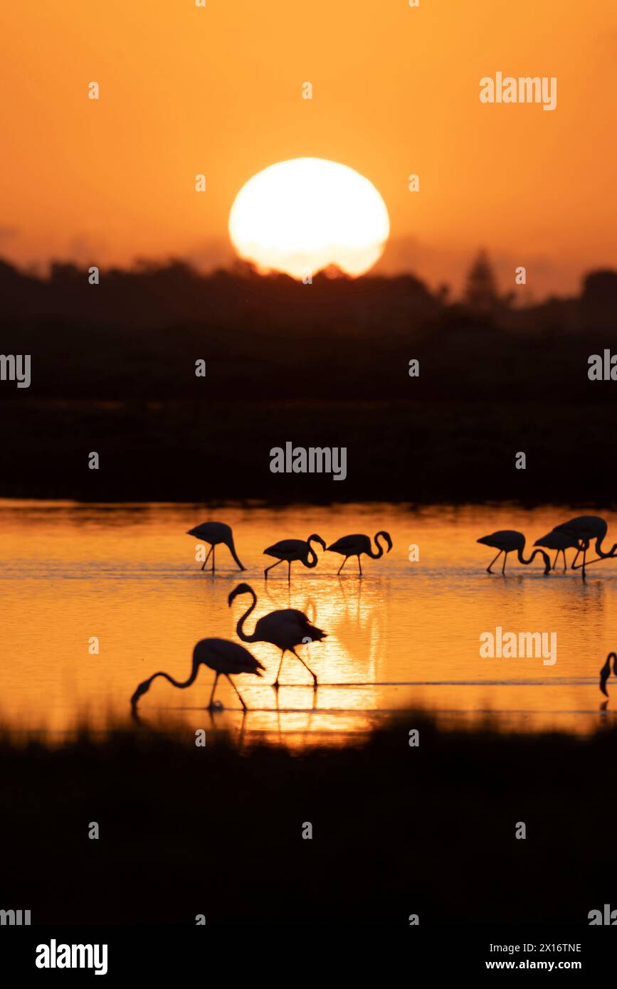 Pink flamingos at sunset hi-res stock photography and images - Alamy