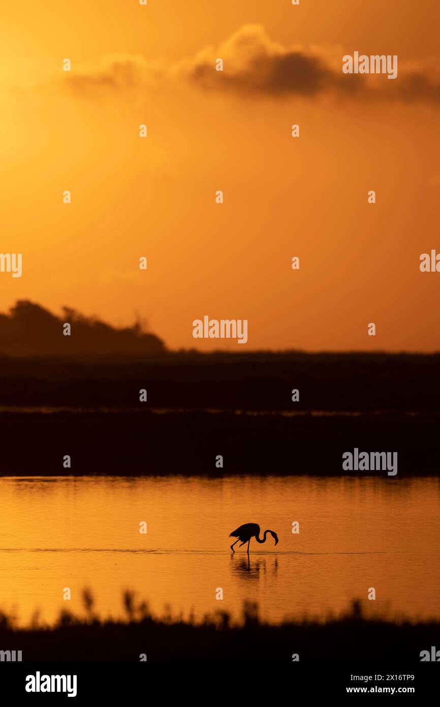 Pink flamingos at sunset hi-res stock photography and images - Alamy