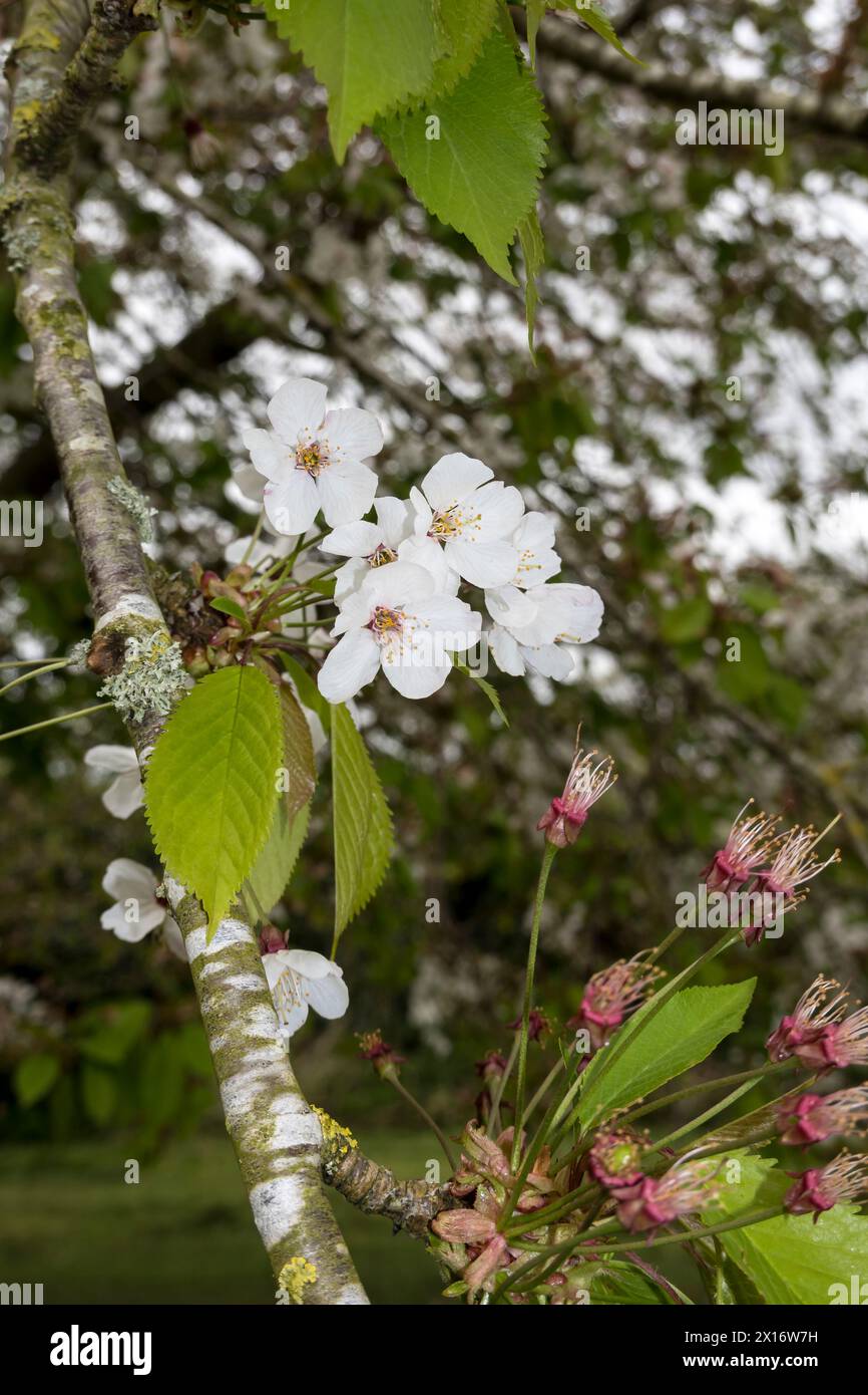 Blossom of Rowan tree Stock Photo - Alamy